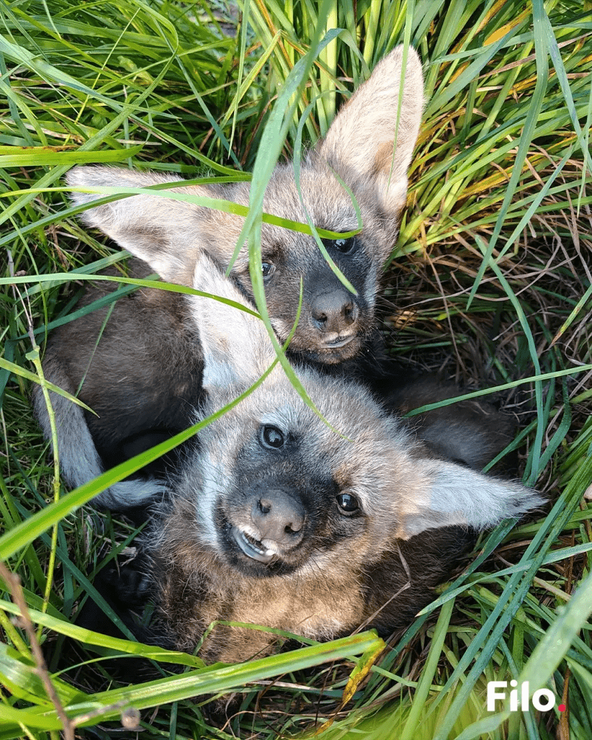 Dos cachorros de aguará guazú se preparan para volver a la naturaleza ...